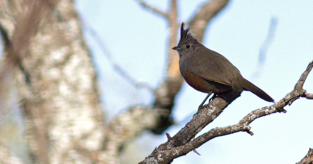 mis fotos de aves: Rhinocrypta lanceolata Gallito Copetón Crested Gallito