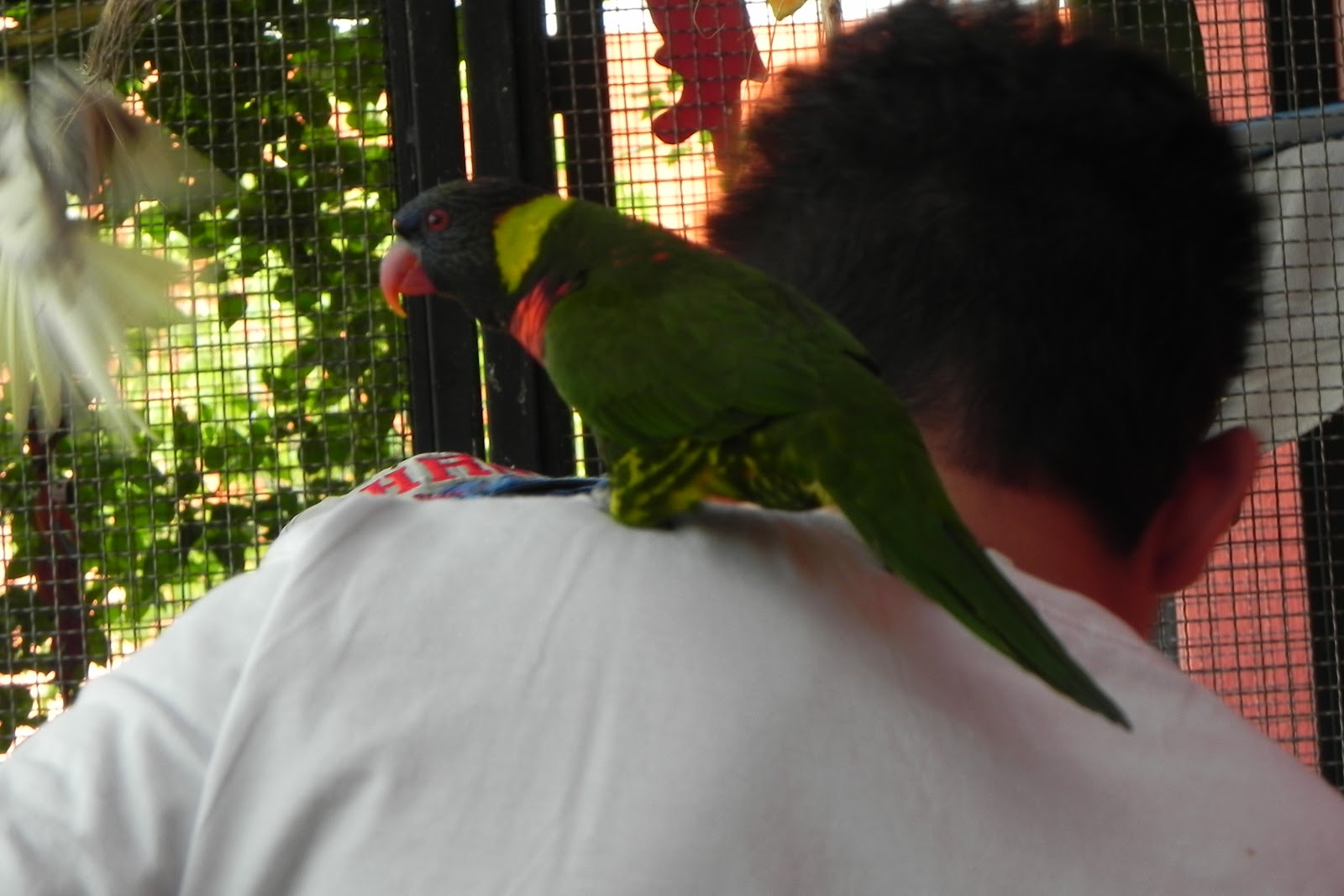 Viveiro Harmonia: LÓRIS ARCO-ÍRIS