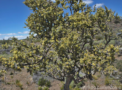 Argentina nativa: Molle (Schinus johnstoni)