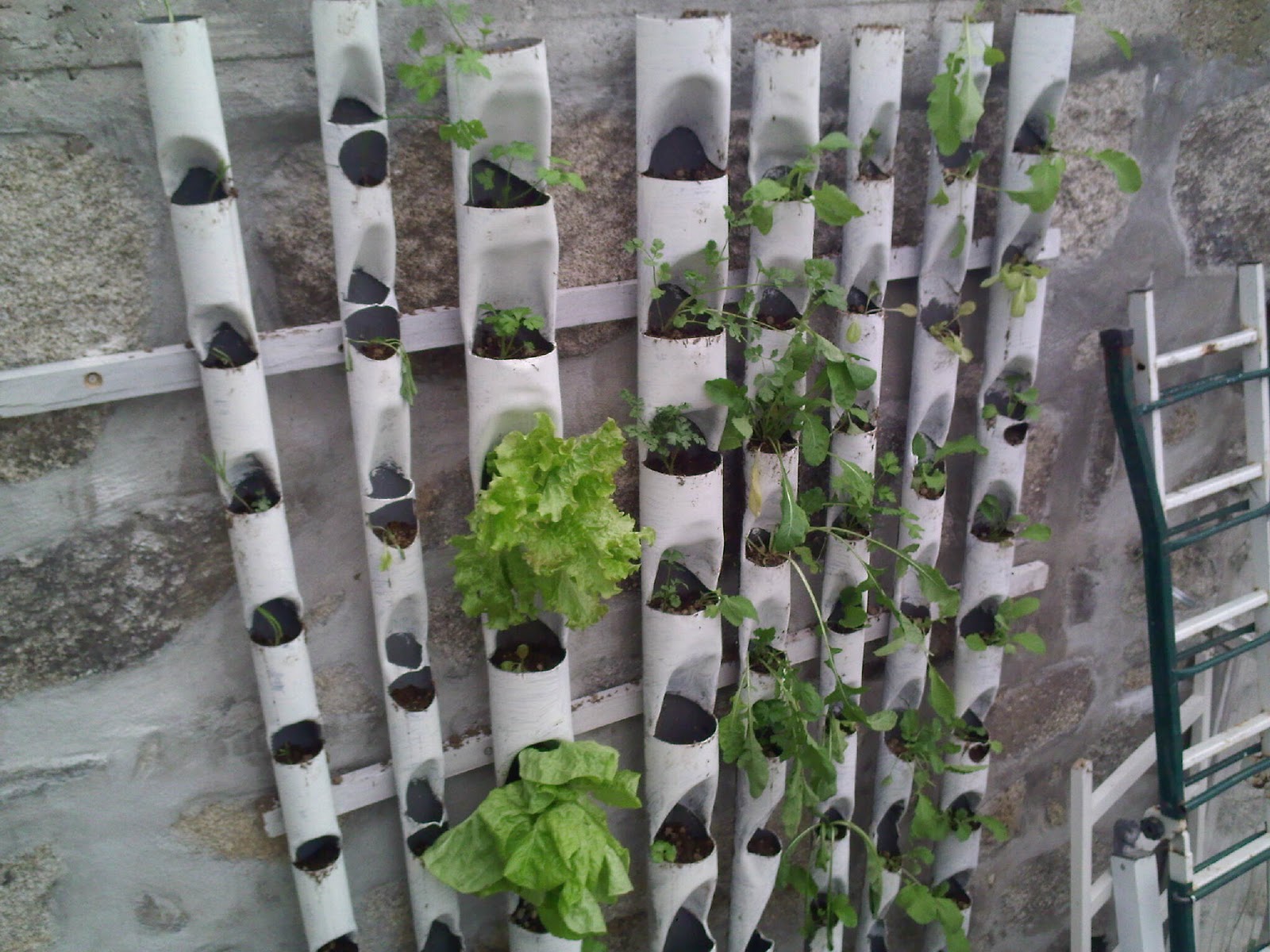 A Hidroponia é A Solução Para Cultivar Nas Cidades Hidroponia Vertical