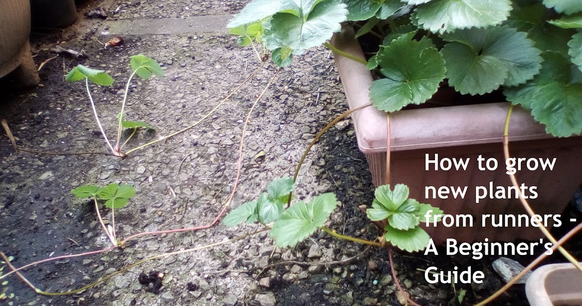 The Green Fingered Blog: How to grow new plants from runners - A ...