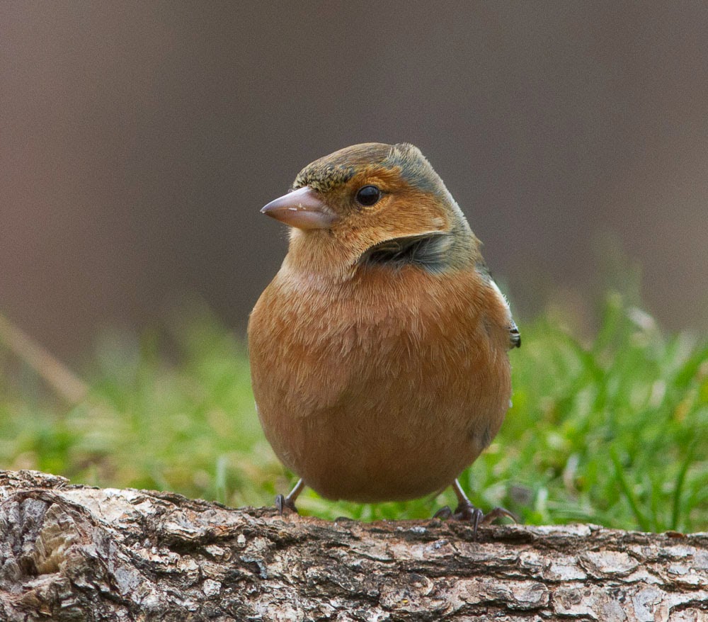 AVESANTURTZI: BUENOS PAJAROS: ZORIONAK