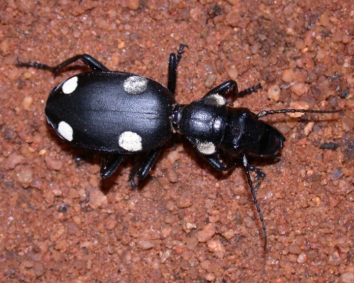 Real Monstrosities: Dominos