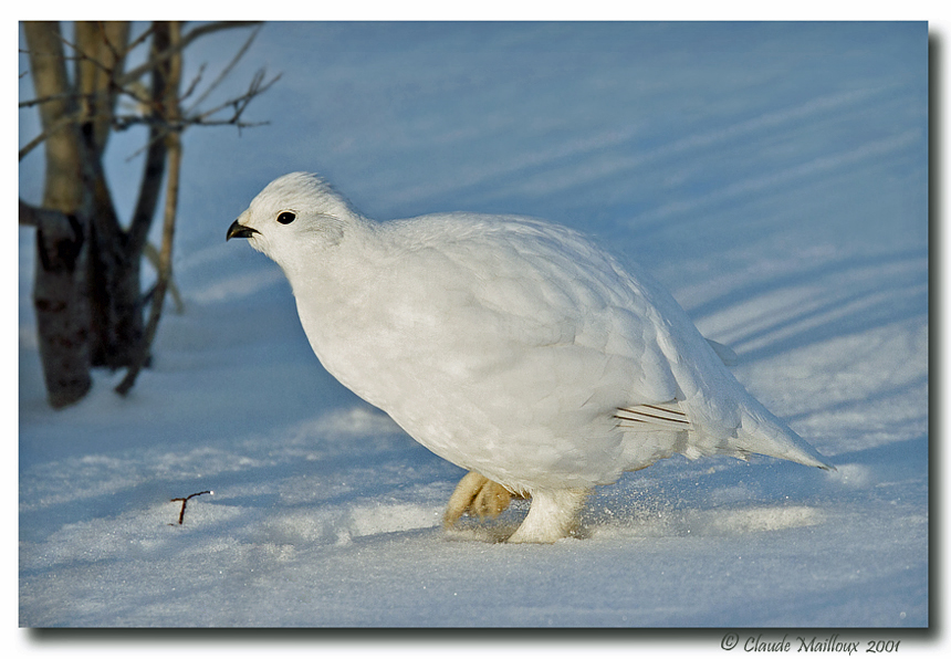 Des oiseaux sur ma route: Ma quête de la Perdrix blanche