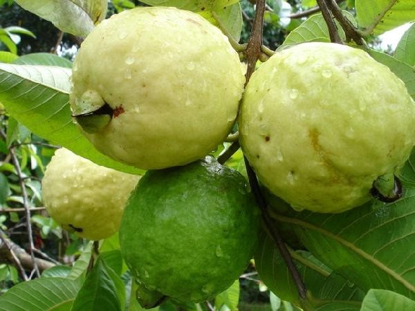 Analizan la guayaba y correlacionan con su uso popular como tratamiento ...