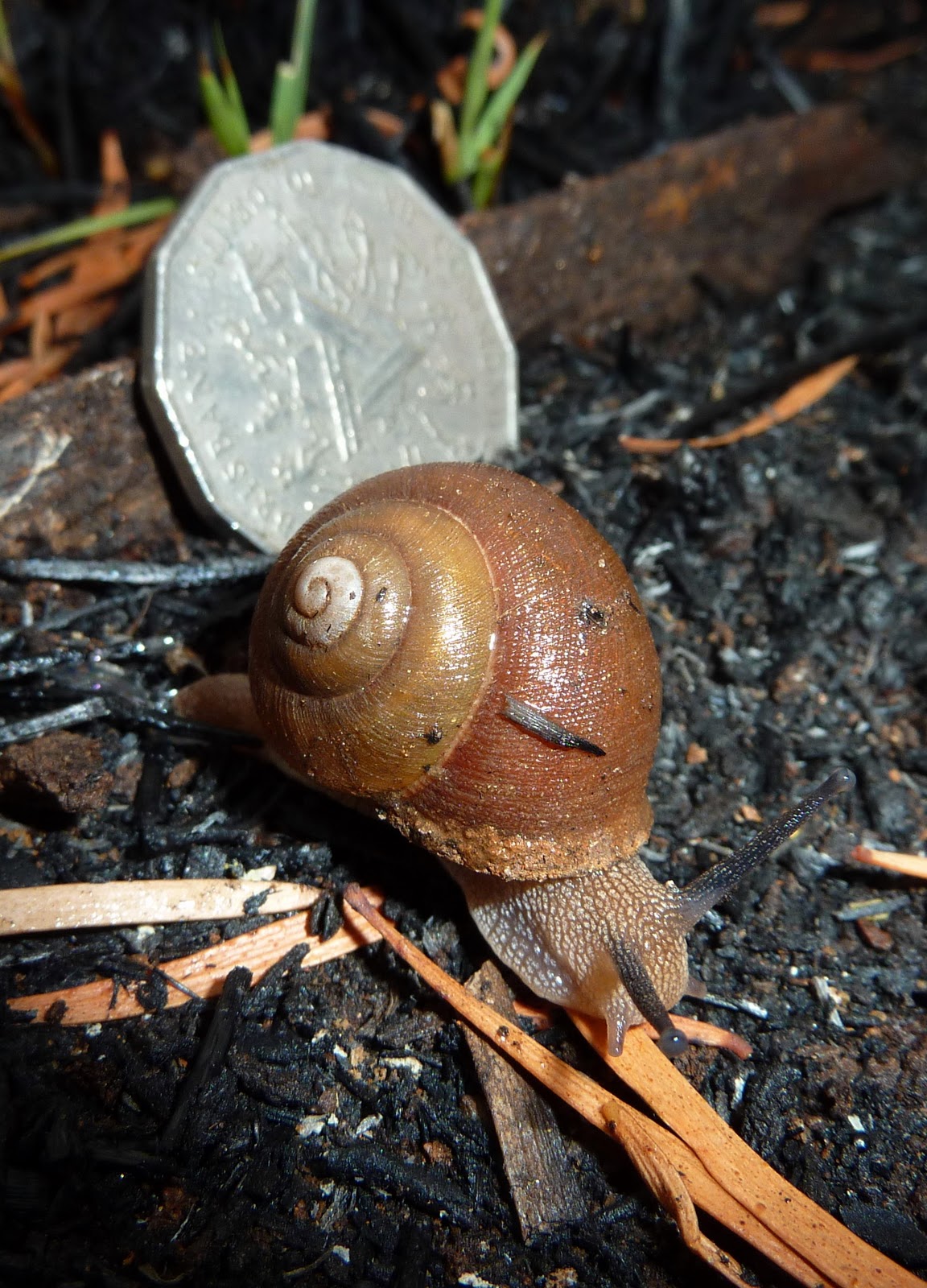 Land for Wildlife & Garden for Wildlife Alice Springs: Spinifex Pigeons ...