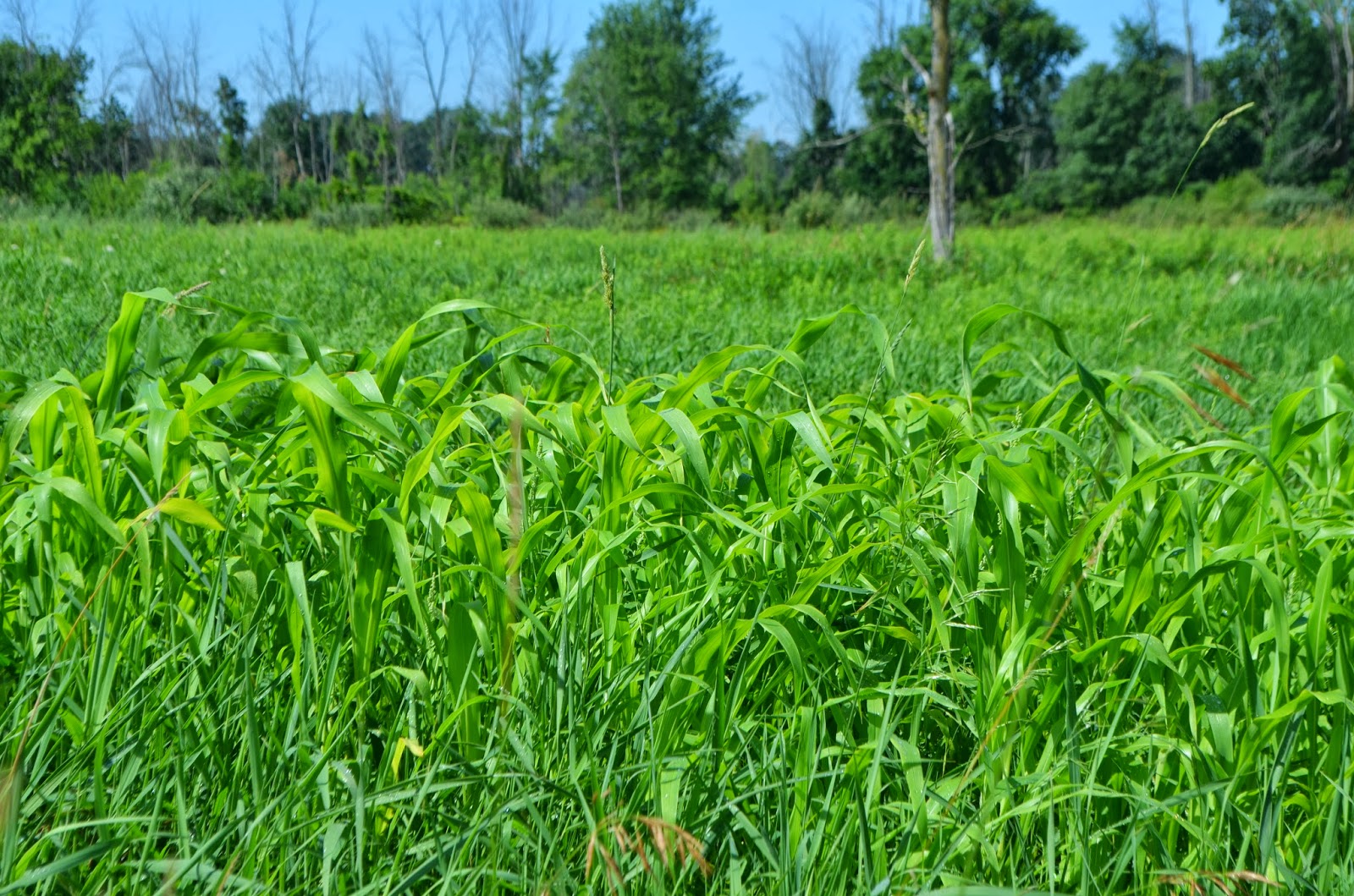 Iron Oak Farm: Harvesting Broom Corn