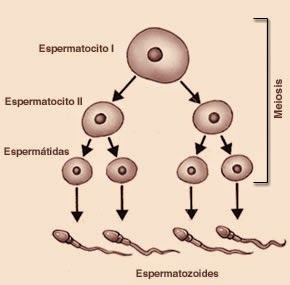 CÉLULAS EN REproducción: - Espermatogénesis (Hombre)