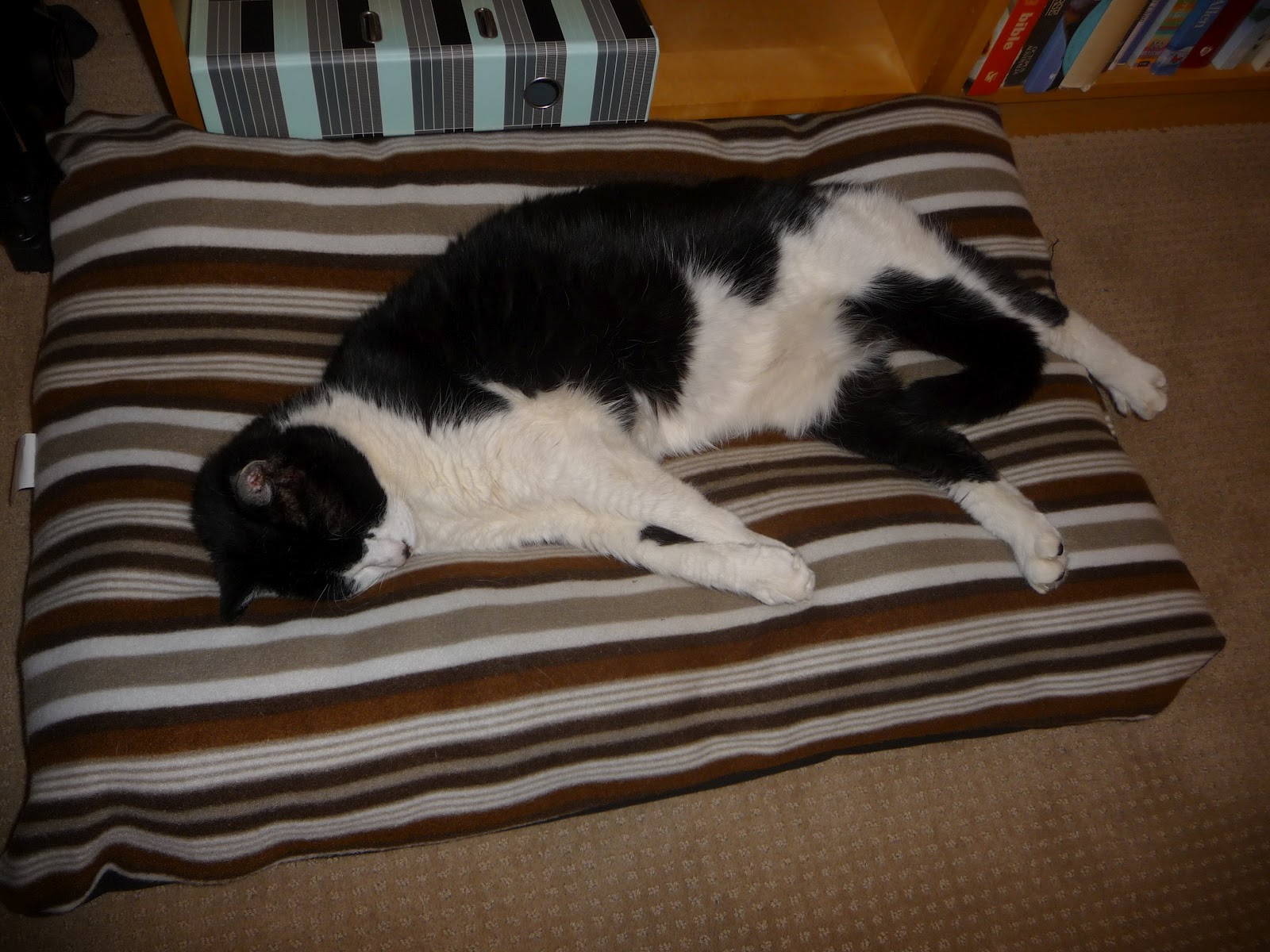 Journey to Contentment: Cat and Dog - My First Reader