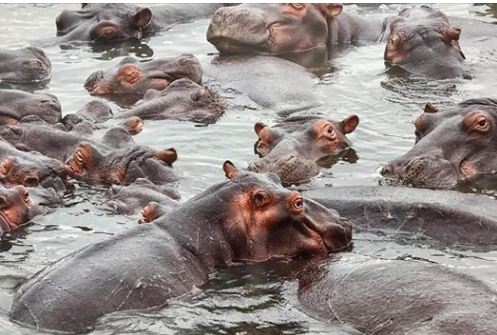 Running With Scissors.(Formerly HippoRastaPotamus): National Hippo Day!