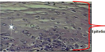 atlas de histología: TEJIDO EPITELIAL