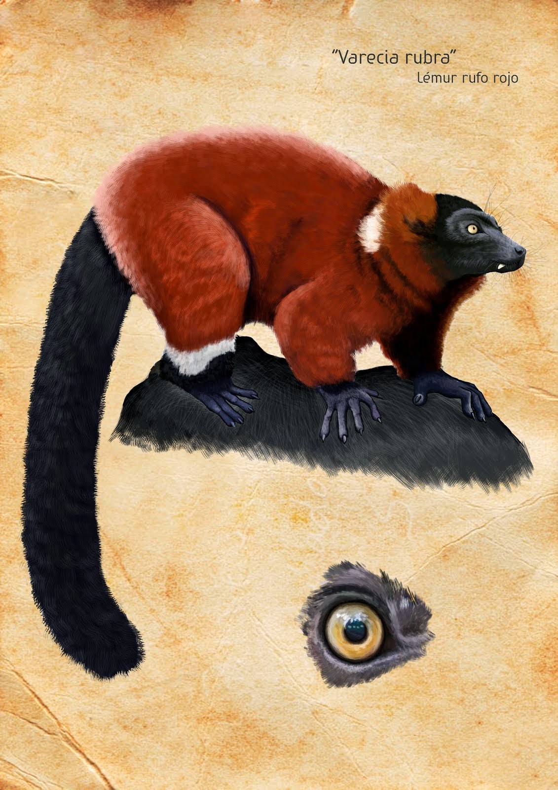 Lemur rojo / Varecia Rubra - Pilar Orts Segura