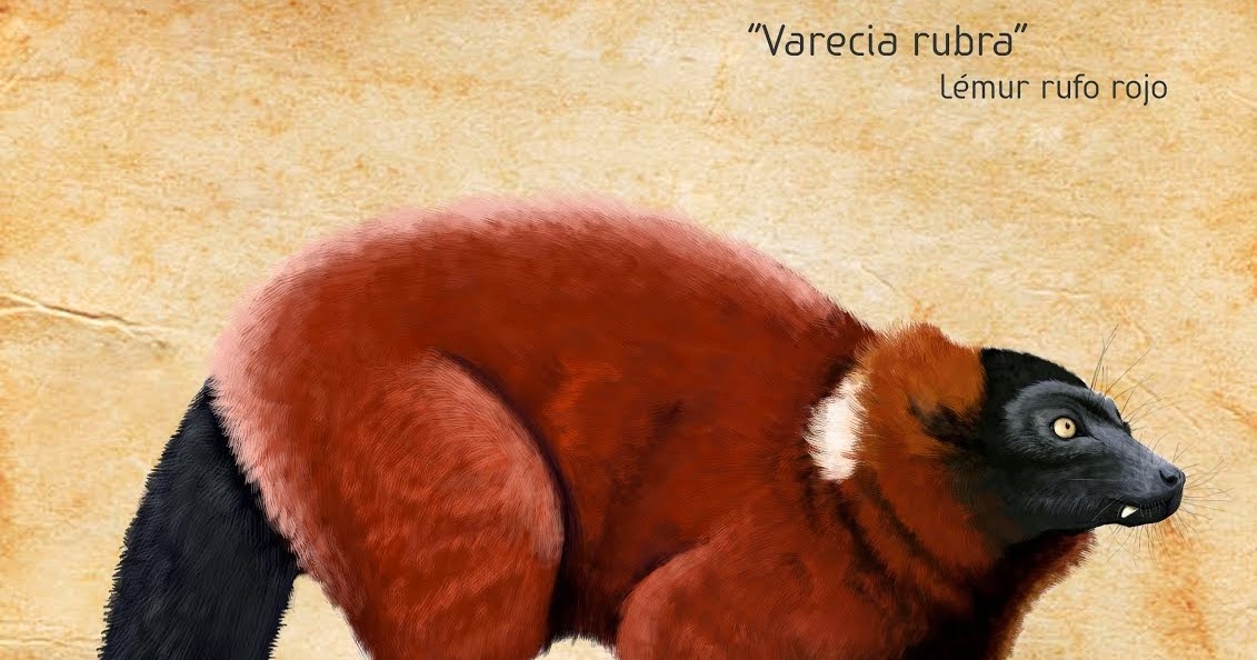 Lemur rojo / Varecia Rubra - Pilar Orts Segura