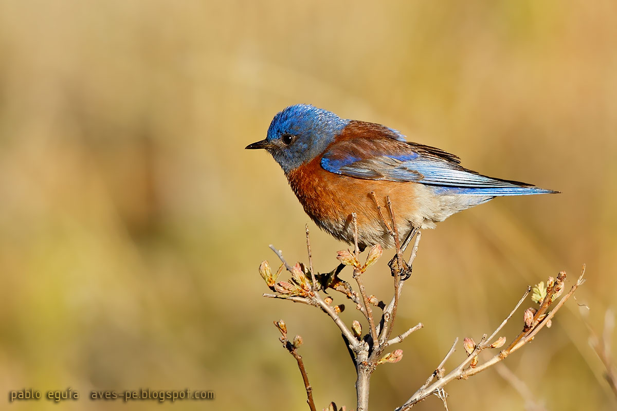 mis fotos de aves: Sialia mexicana Azulejo Occidental Western Bluebird