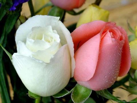 ksherajat: Photo - kamal ka phool