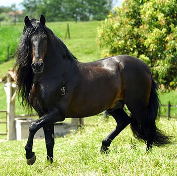 Caballo Criollo Colombiano: Colores Característicos Del Caballo Criollo