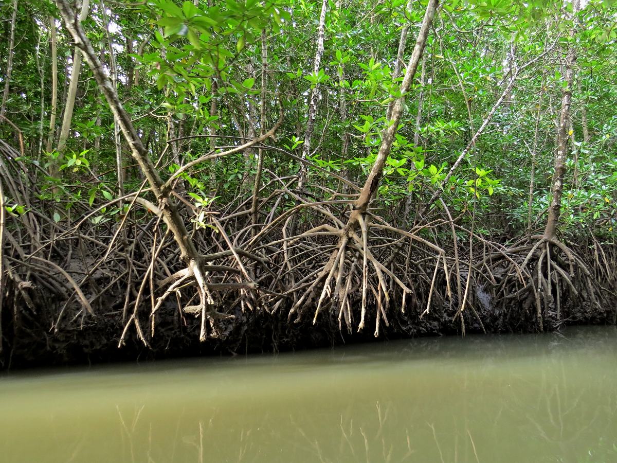 Queensland Coast: Hovering Stilt Mangroves
