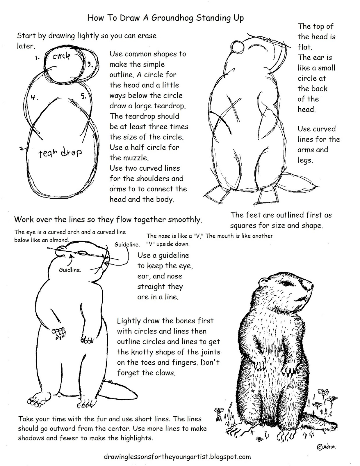 How to Draw Worksheets for The Young Artist: How To Draw A Groundhog ...