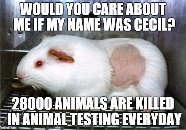 Joy of Vegan: animal testing memes to share