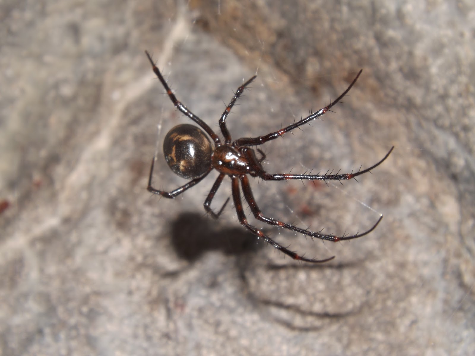 Epoch: Endemic invertebrates of Empire Cave