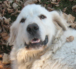 Boston Lake Farm: About Shetland Sheep