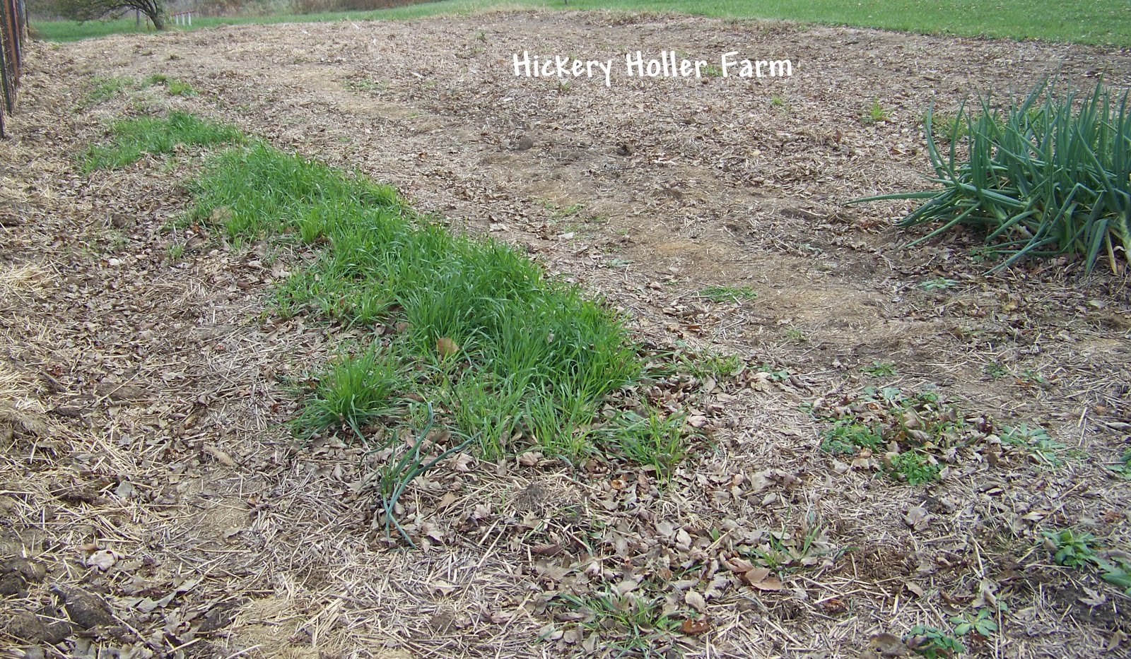 Hickery Holler Farm: Winter Growing