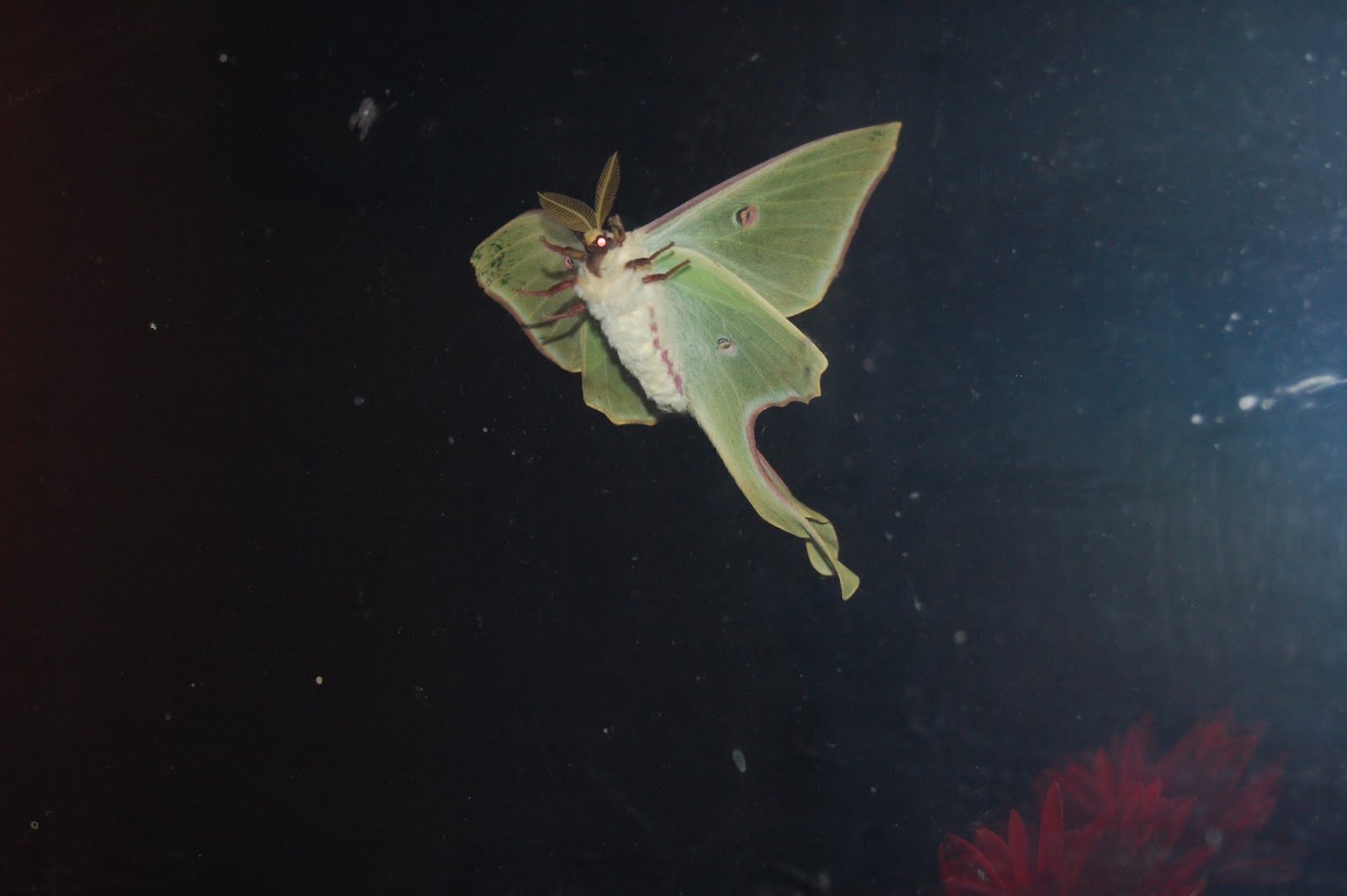 Magnetic Nord: Luna moth