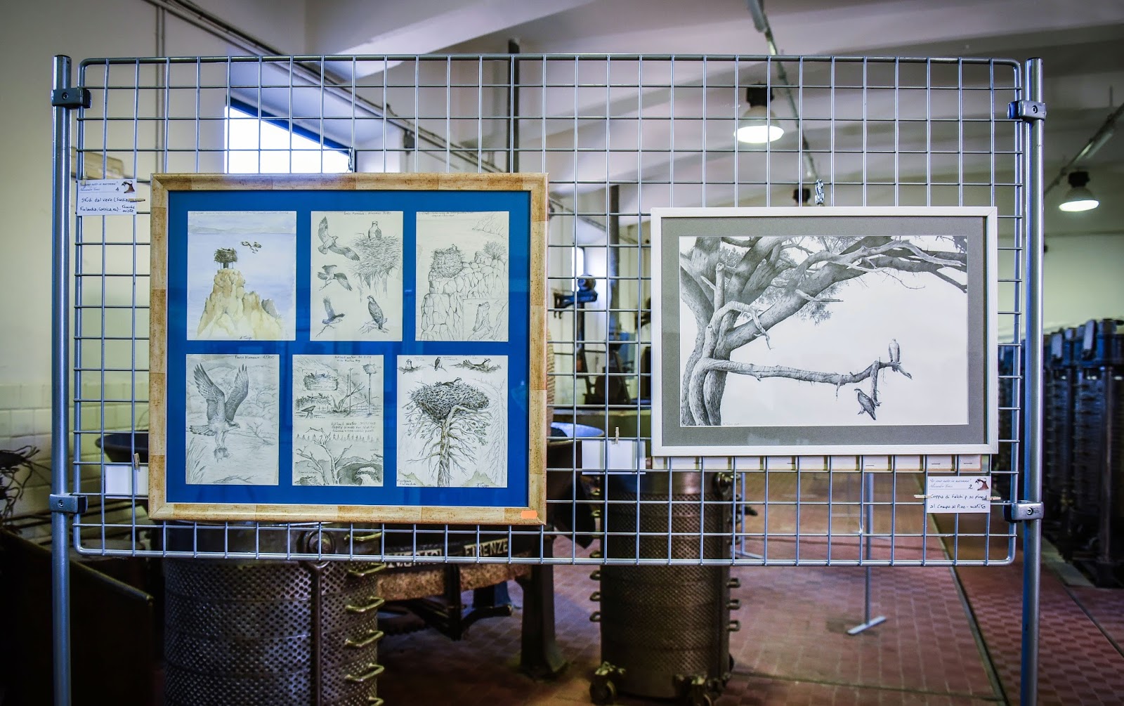 Alessandro Troisi - Osprey's illustrator