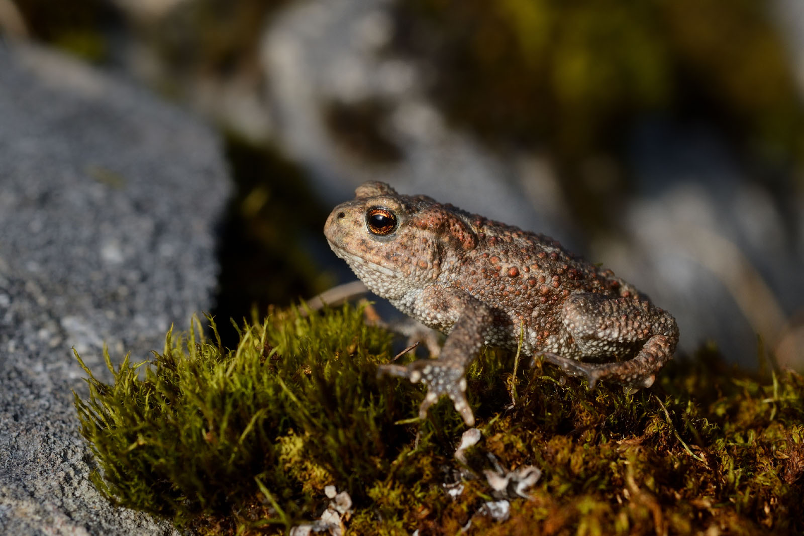 Jardin de la Sauvagine: Crapaud commun en Valais, sur des photos de ...