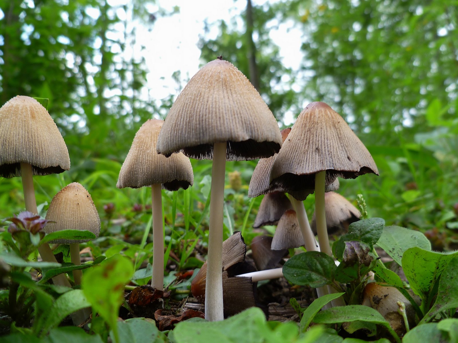 mes photos: champignons