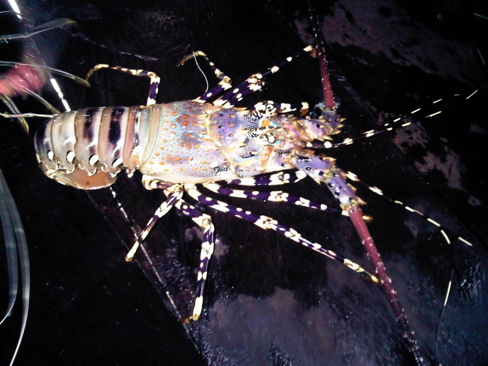 Mama Yoo.....!!: Lobster Dari Daerah Papua