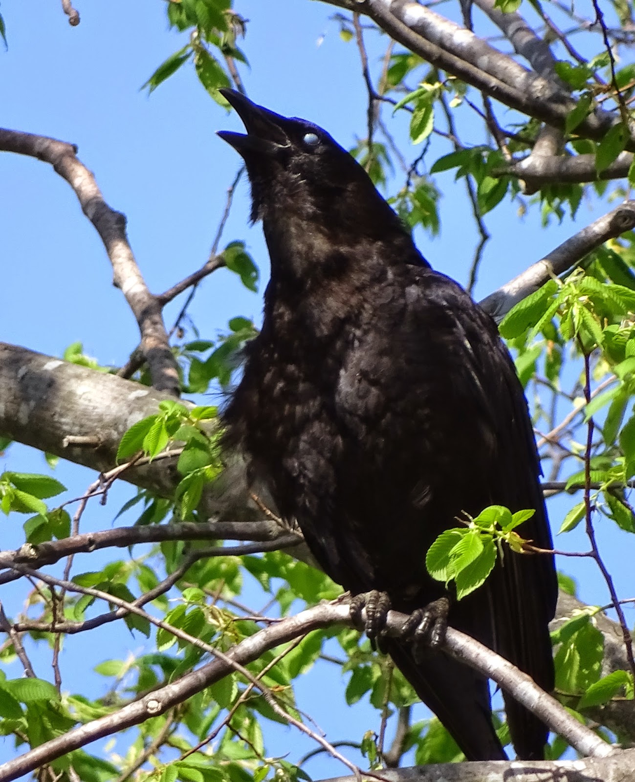 Notes from Halibut Point: Colorful Blackbirds