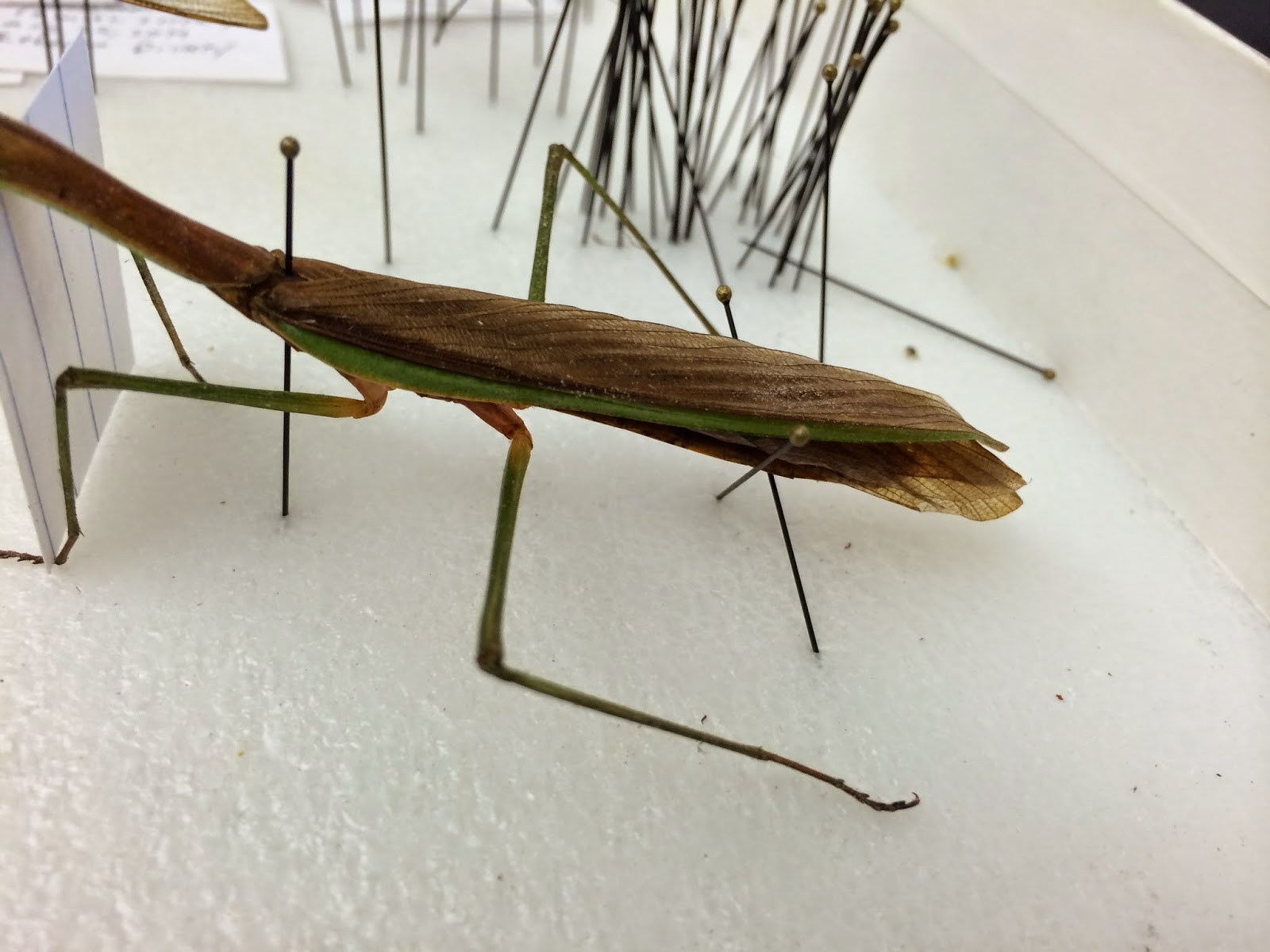 Insect Ecology at JMU: Insect Pinning and Preservation