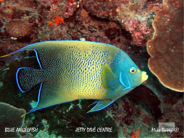 Rare Marine Species | Wild Life
