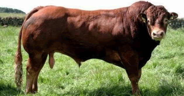 INILAH 9 JENIS SAPI POTONG UNGGULAN YANG PALING SERING DITERNAKAN DI ...