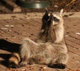 P2 Wildlife: RACCOON SAYING HIS PRAYERS