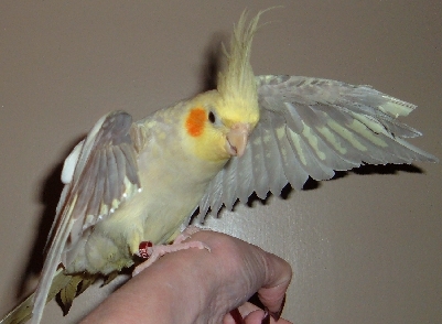 Cockatiel - Parrots: Cockatiel - Why They Make The Best First Parrot