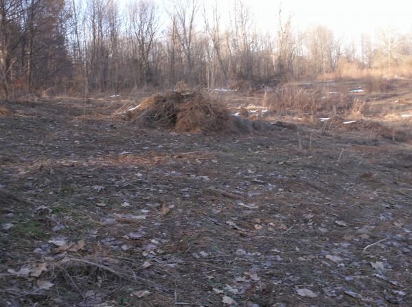 Paranormal Pursuits: Creature Feature: The Ohio Grassman