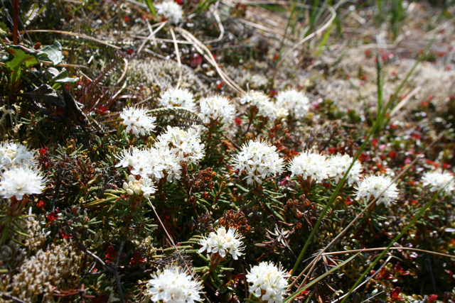 How Does The Labrador Tea Survive In The Tundra