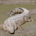 800px-SaltwaterCrocodile('Maximo').jpg