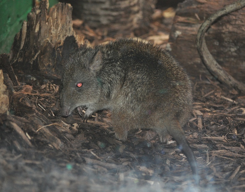 ZOOTOGRAFIANDO (MI COLECCIÓN DE FOTOS DE ANIMALES): RATA CANGURO DE ...