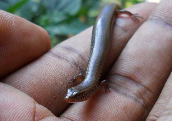 Backyard Herping: Hidden Jewels (skinks)