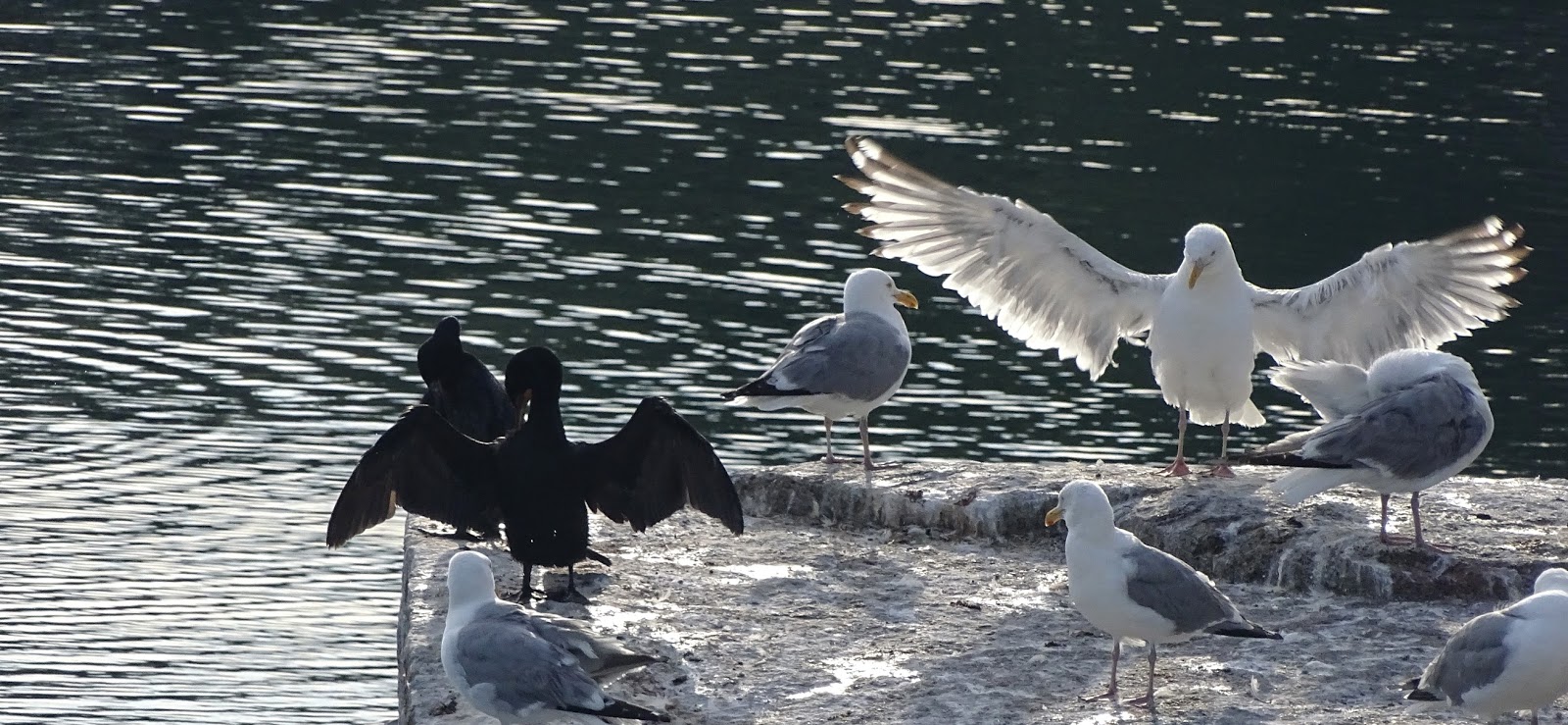 Notes from Halibut Point: Birds of the Quarry, 4 - The Cormorant