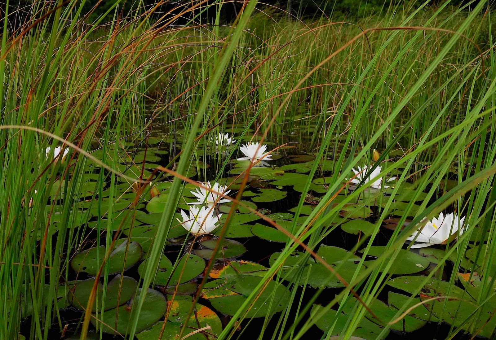 Saratoga woods and waterways: Exploring a (Kind of) Boggy Shore