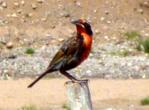 SABARNAN: "LOS PAJAROS DE CHILE"
