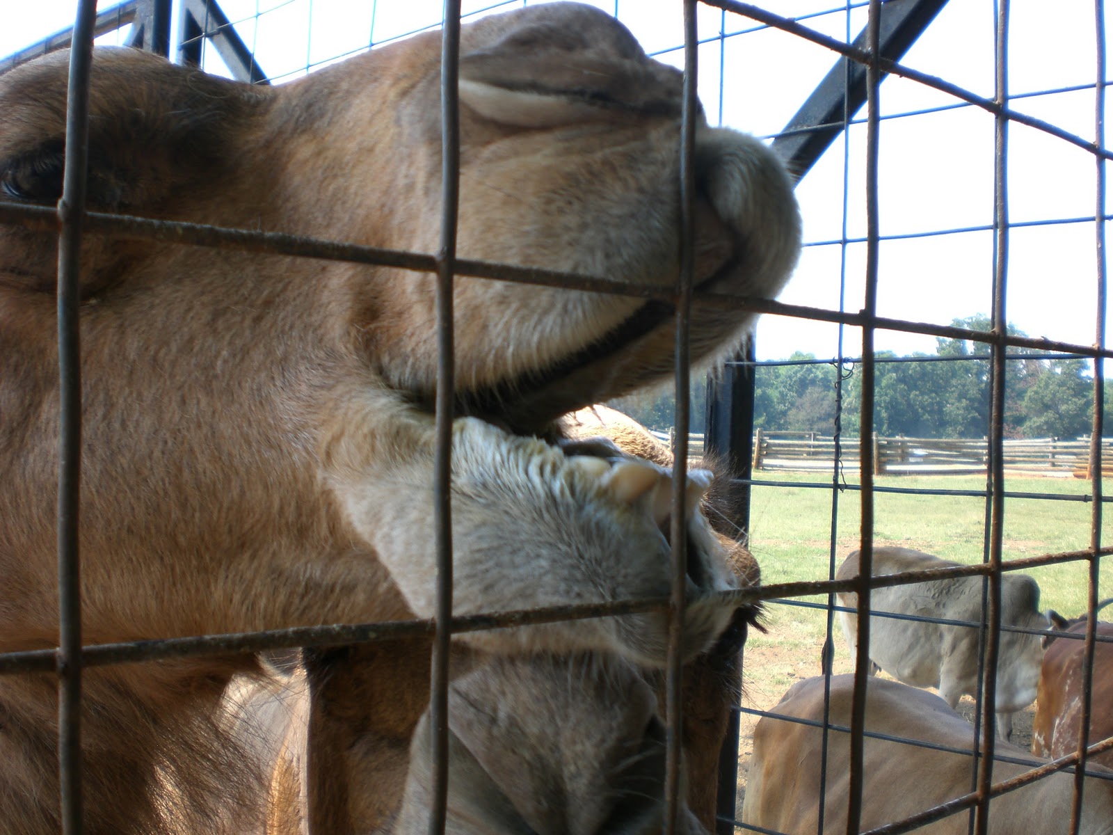 Travel NC With Kids: Lazy 5 Ranch in Mooresville, NC Offers a Ride ...