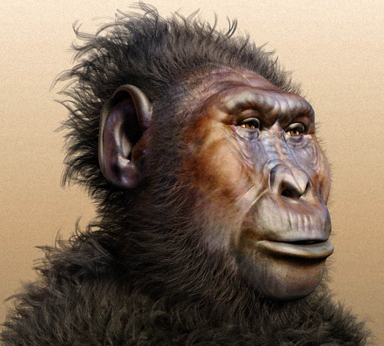 El profesor Bigotini: PARANTHROPUS ROBUSTUS, UN CALLEJÓN SIN SALIDA