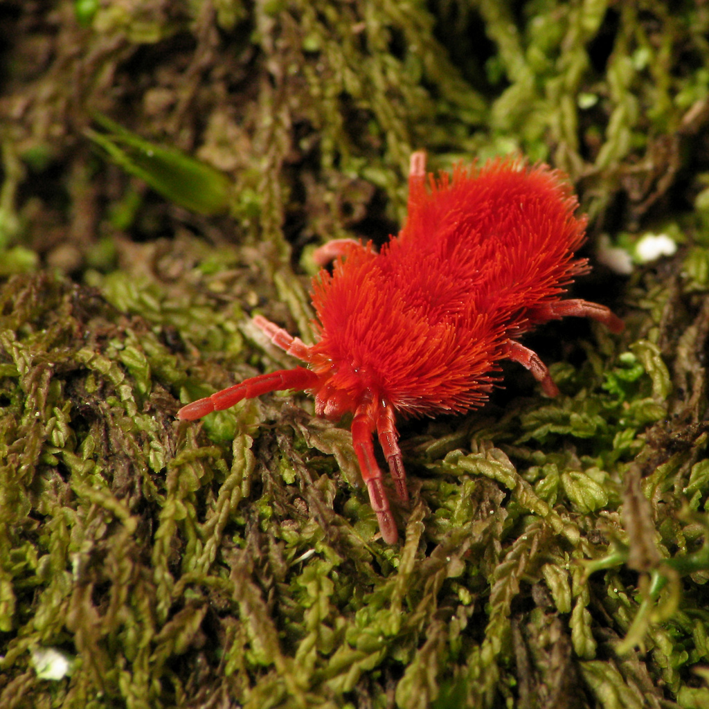 Real Monstrosities: An Amazingly Hairy Velvet Mite