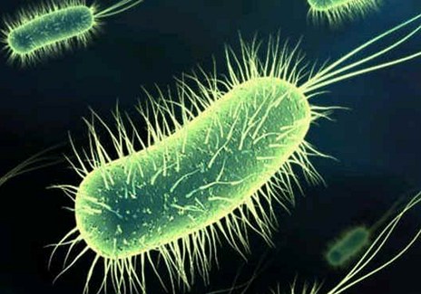 ESCHERICHIA COLI
