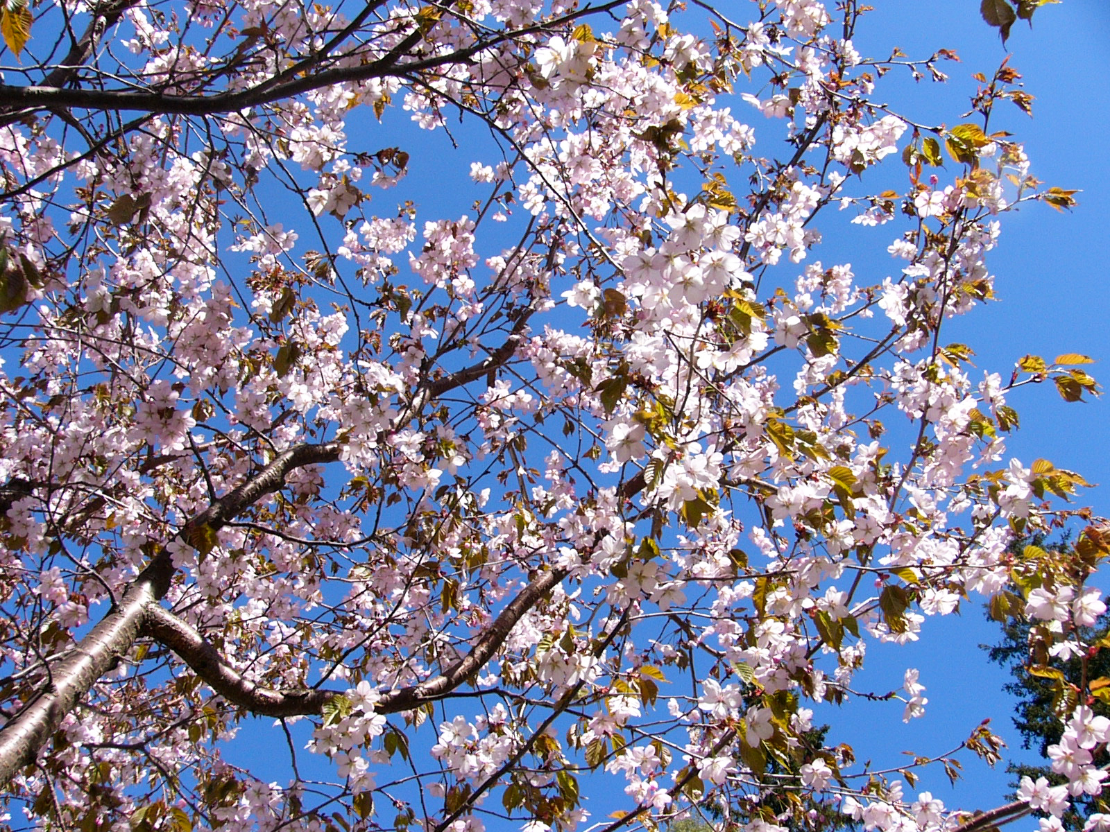 Sinisen oven takana: Kirsikkapuu täydessä kukassa